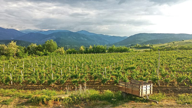 Macedonian wine guide: we chat with the country's leading expert ...