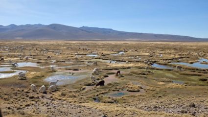 7 reasons to visit Peru (that aren't Machu Picchu) | Intrepid Travel Blog