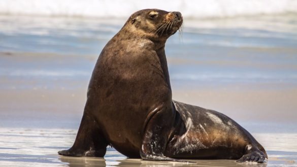 7 Unique Wildlife Experiences in South Australia | Intrepid Travel Blog