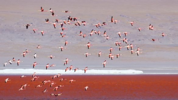 Is this Bolivia's Most Incredible Natural Wonder? Your Guide to Laguna ...
