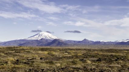 Why Planting Trees Will be the Highlight of Your Iceland Adventure ...