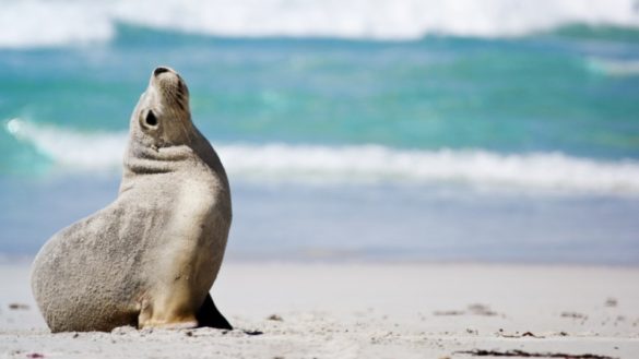 Kangaroo Island: A Must-Visit For All Animal Lovers | Intrepid Travel Blog