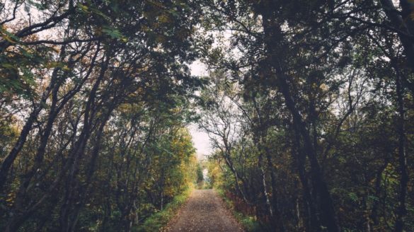 Why Planting Trees Will be the Highlight of Your Iceland Adventure ...
