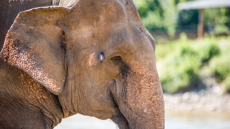 Elephants And Mahouts: The Truth | The Journal - The Intrepid Travel Blog