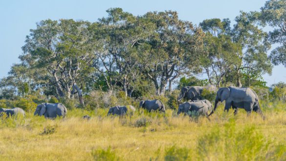 What it's Really Like Visiting the Okavango Delta in Botswana ...