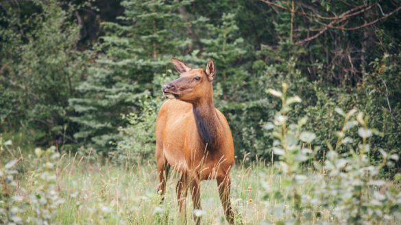 8 Animals You'll Find In Canada | Intrepid Travel Blog