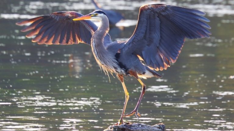 8 Animals You'll Find In Canada | Intrepid Travel Blog