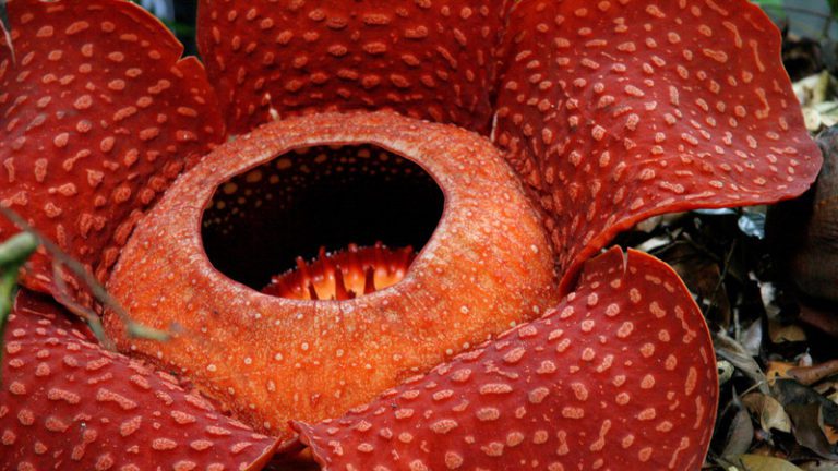 10 Interesting Facts About Borneo | Intrepid Travel Blog