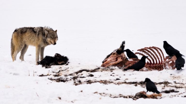 Wolf Tracking in Yellowstone: Everything You Need to Know | Intrepid ...