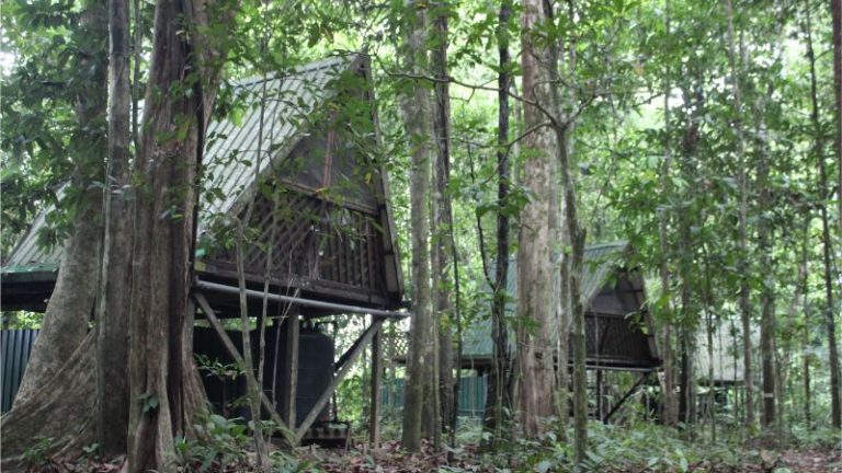 Conservation With Kids on a Borneo Family Holiday | Intrepid Travel Blog