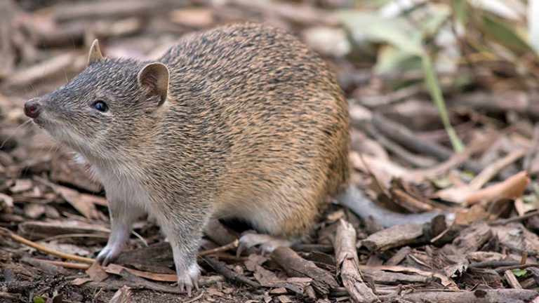 Seek out these 8 Arnhem Land animals | Intrepid Travel Blog - The Journal