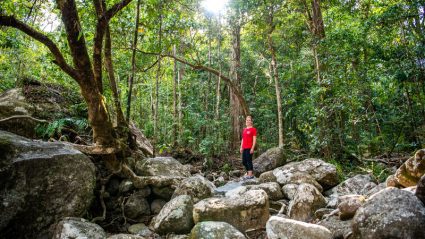 8 magical things to do in the Daintree | The Good Times by Intrepid