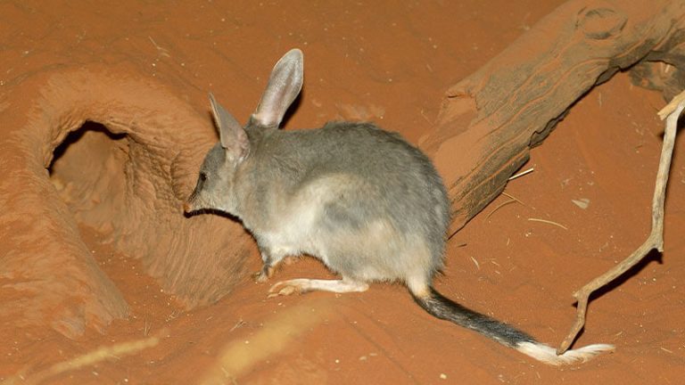 9 animals to see in Uluru & Kings Canyon | The Good Times by Intrepid