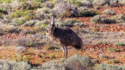9 animals to see in Uluru & Kings Canyon | The Good Times by Intrepid