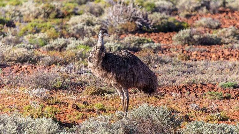 9 animals to see in Uluru & Kings Canyon | The Good Times by Intrepid