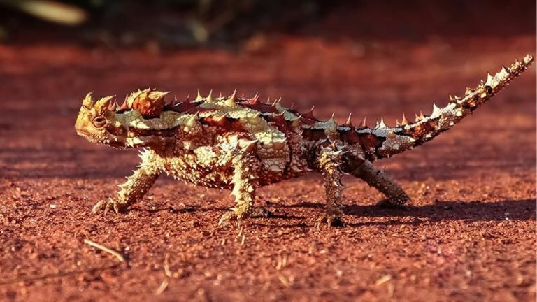 9 animals to see in Uluru & Kings Canyon | The Good Times by Intrepid
