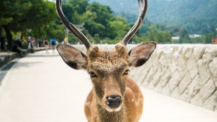 8 native Japanese animals | Intrepid Travel Blog
