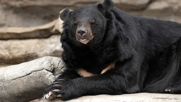 8 native Japanese animals | Intrepid Travel Blog