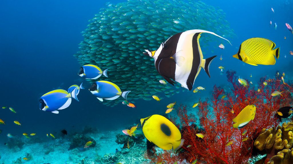 How Bali's Coral Triangle Center is restoring the region's reefs