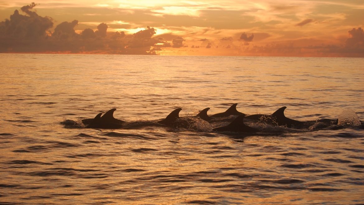 Meet Rambo, the ranger helping to protect wildlife in Comoros | Intrepid