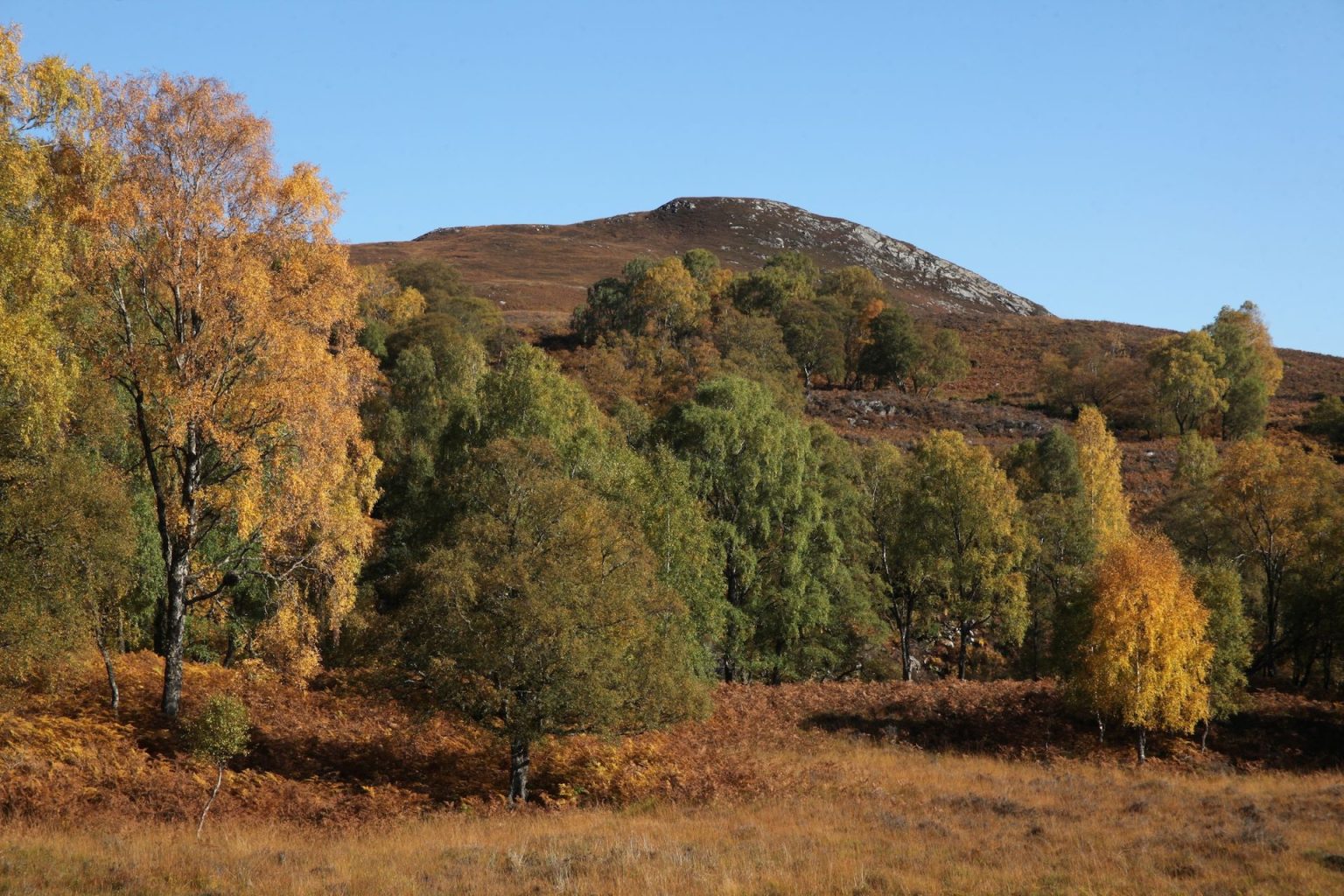 The world’s first rewilding centre in Scotland is tuning into nature’s ...
