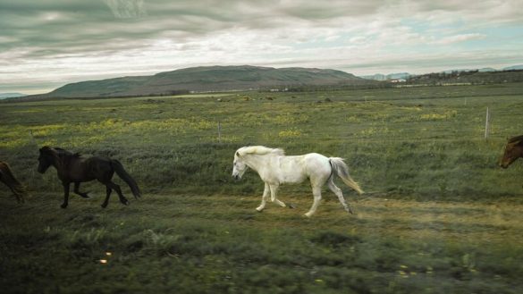 Iceland's Folklore & Mythical Creatures | Intrepid The Good Times