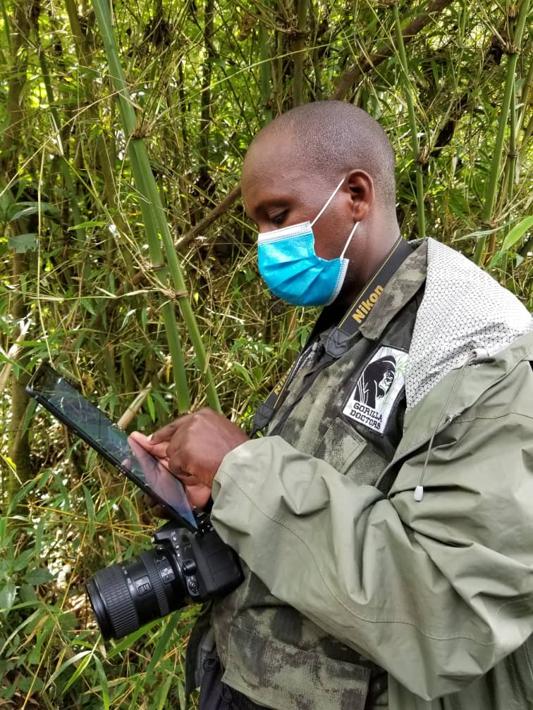 Meet the Gorilla Doctors: Guardians of East-Central Africa’s great apes ...