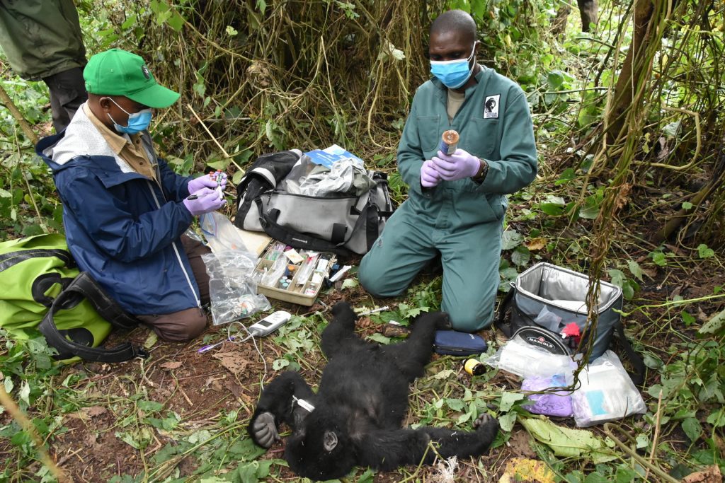 Meet the Gorilla Doctors: Guardians of East-Central Africa’s great apes ...