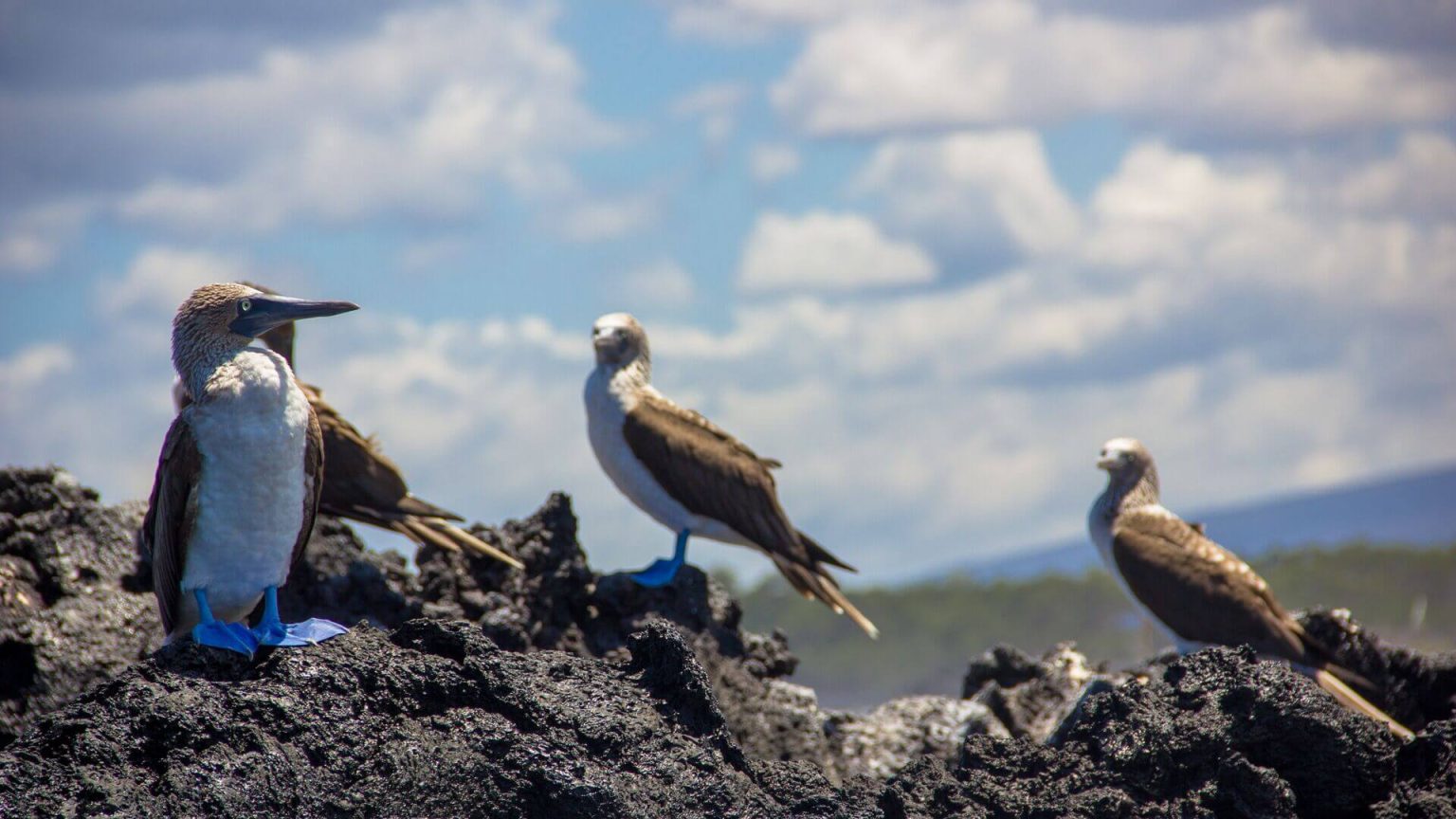 Why travellers are choosing the Galapagos off-season | The Good Times ...