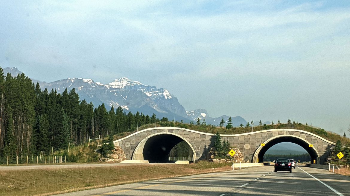 Protecting wildlife corridors from Yellowstone to the Yukon | The Good ...