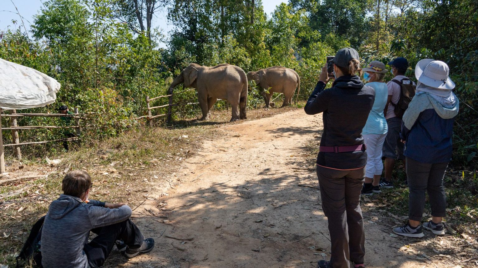 Advocating for elephant welfare in Thailand | The Good Times by Intrepid