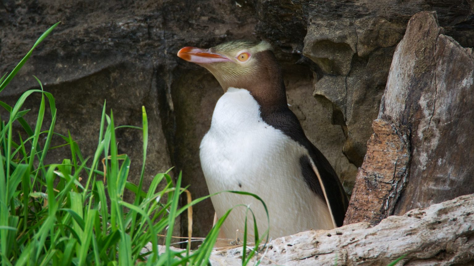 How Forest & Bird is spreading the word about conservation beyond NZ ...