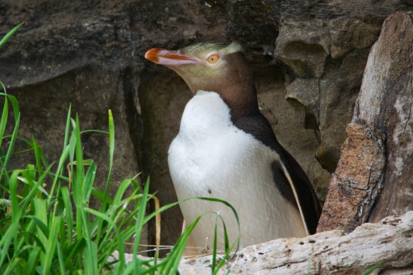 Meet Leitah Mkhabela and the world's first all-female anti-poaching ...