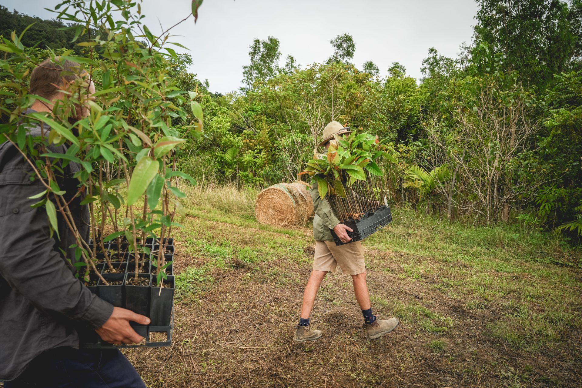 Rainforest Rescue's plans to restore the Daintree Rainforest | The Good ...