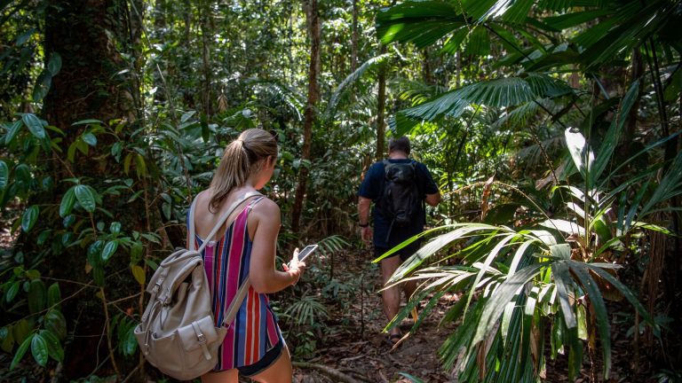 Rainforest Rescue's plans to restore the Daintree Rainforest | The Good ...