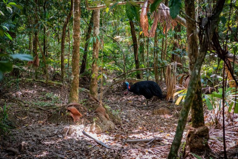 Rainforest Rescue's plans to restore the Daintree Rainforest | The Good ...