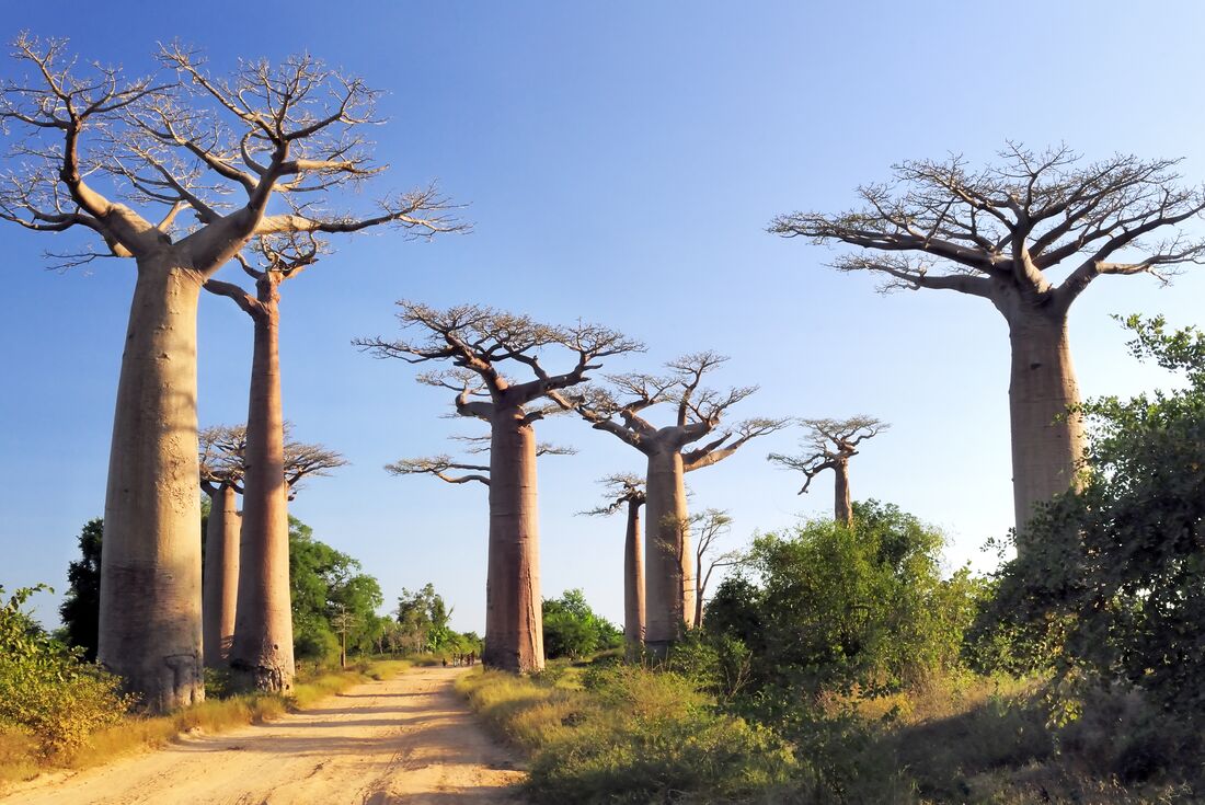 Madagascar Adventure Tour - 11 Days | Intrepid Travel EN