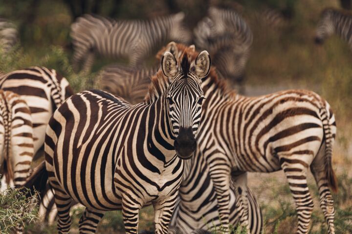 Intrepid Travel Releases New Industry Open-Source Guide Empowering ...