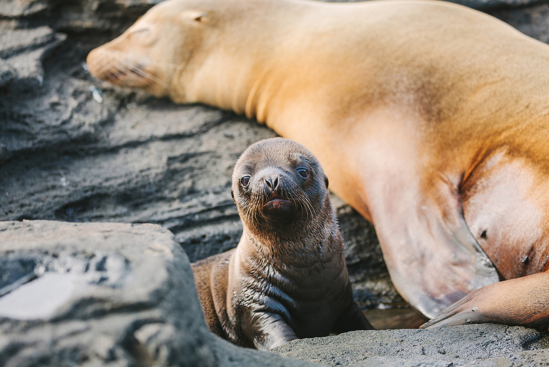 Galapagos Island Hopping - 8 Days | Intrepid Travel US