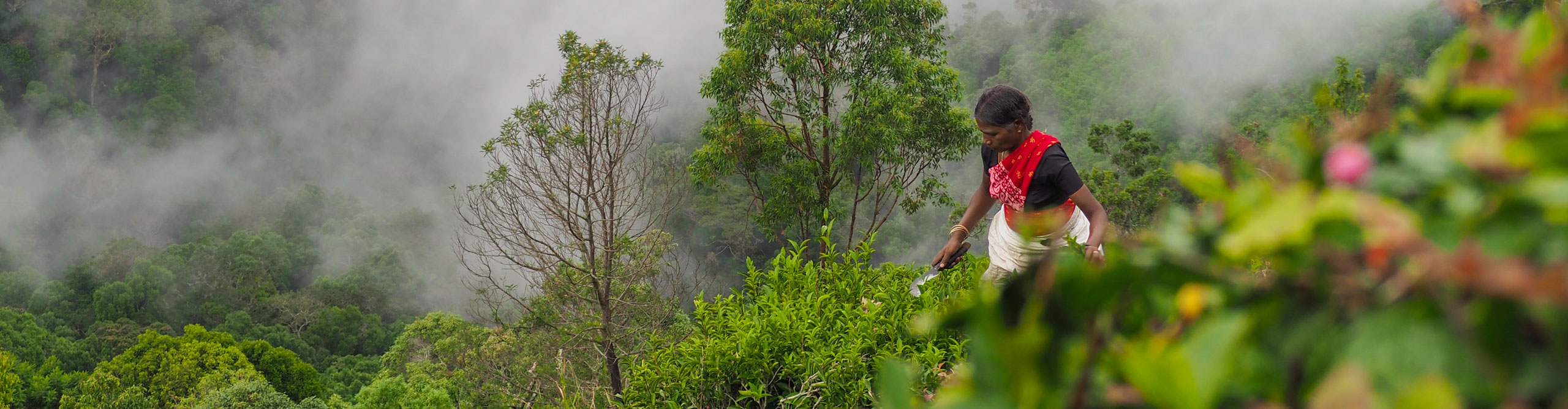 Best time to visit Sri Lanka | Intrepid Travel AU