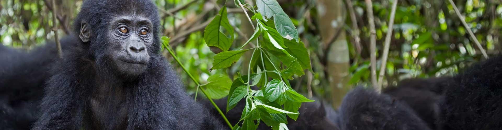 Best Rwanda Tours & Vacations 2023/2024 | Intrepid Travel US