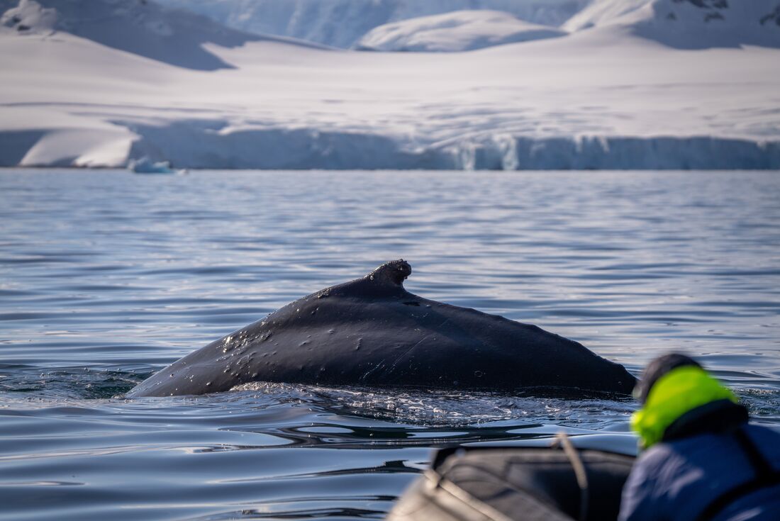 Best of Antarctica: Whale Journey | Intrepid Travel MT