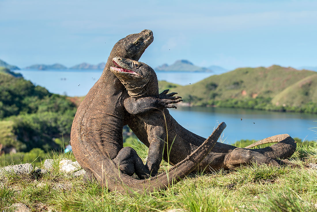 Komodo & Flores Adventure | Intrepid Travel DE