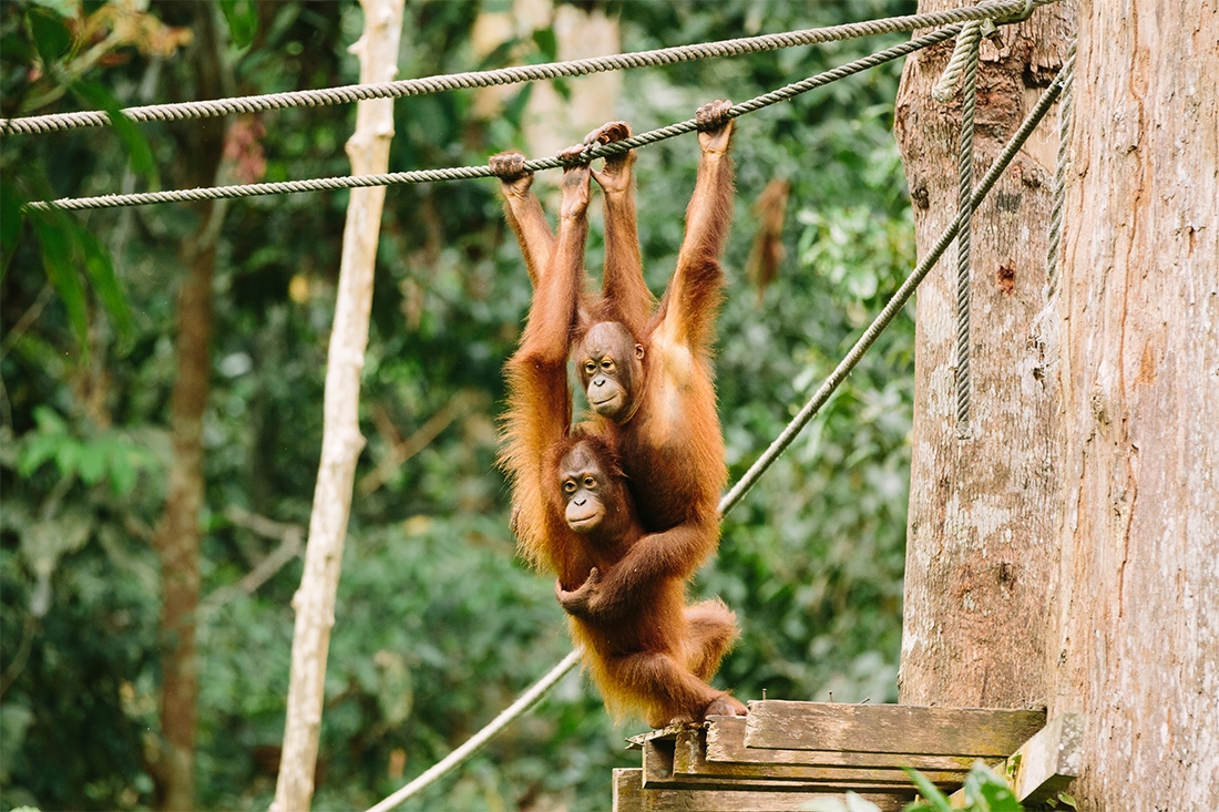 Real Borneo | Intrepid Travel AU