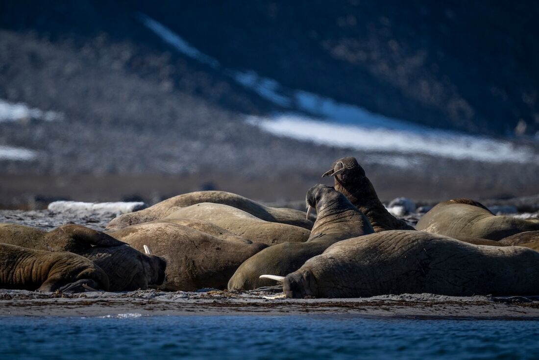 Svalbard: North to the Midnight Sun (Ocean Albatros) | Intrepid Travel EU